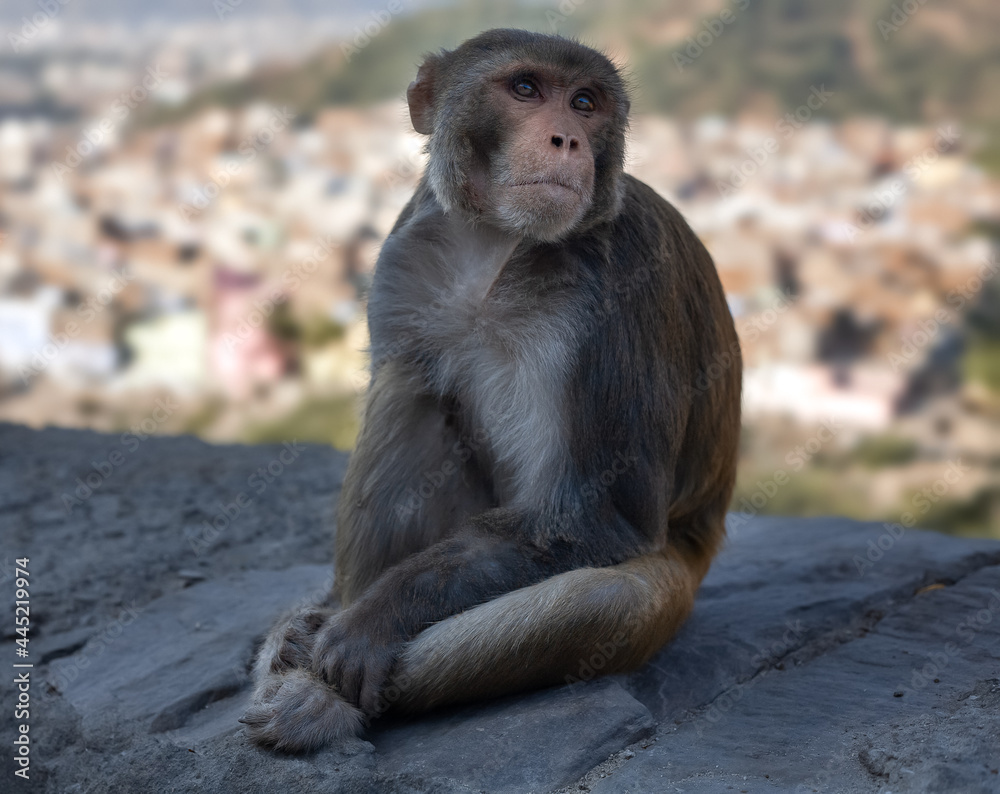 Monkey's portrait in Hanuman Ji Temple, Jaipur, Rajasthan, India ...