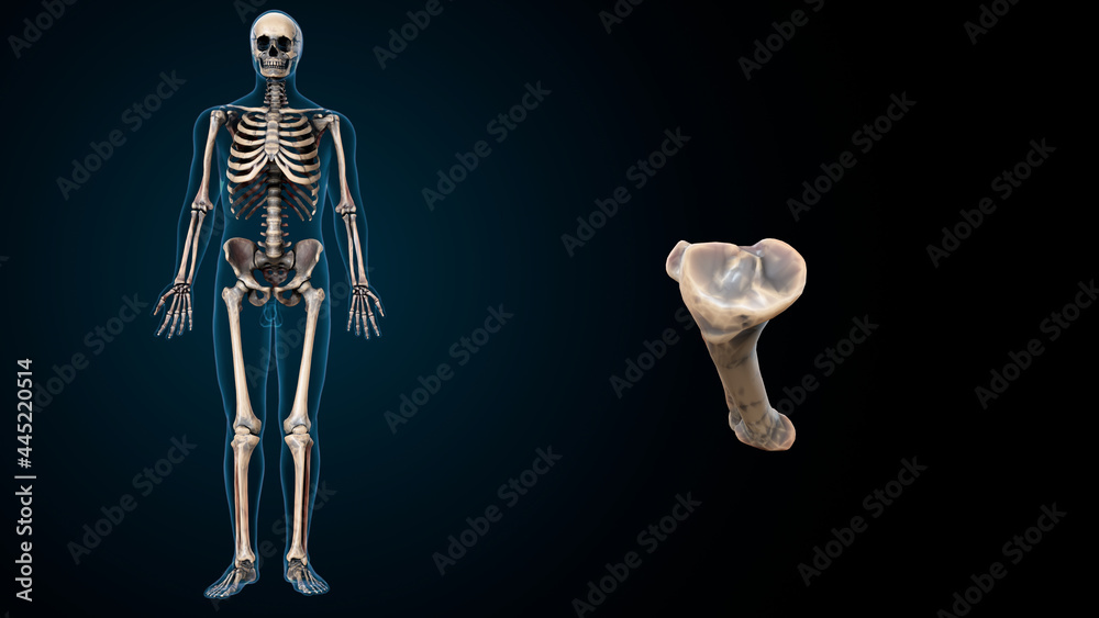 human skeleton system tibia and fibula bone joints anatomy. 3d ...