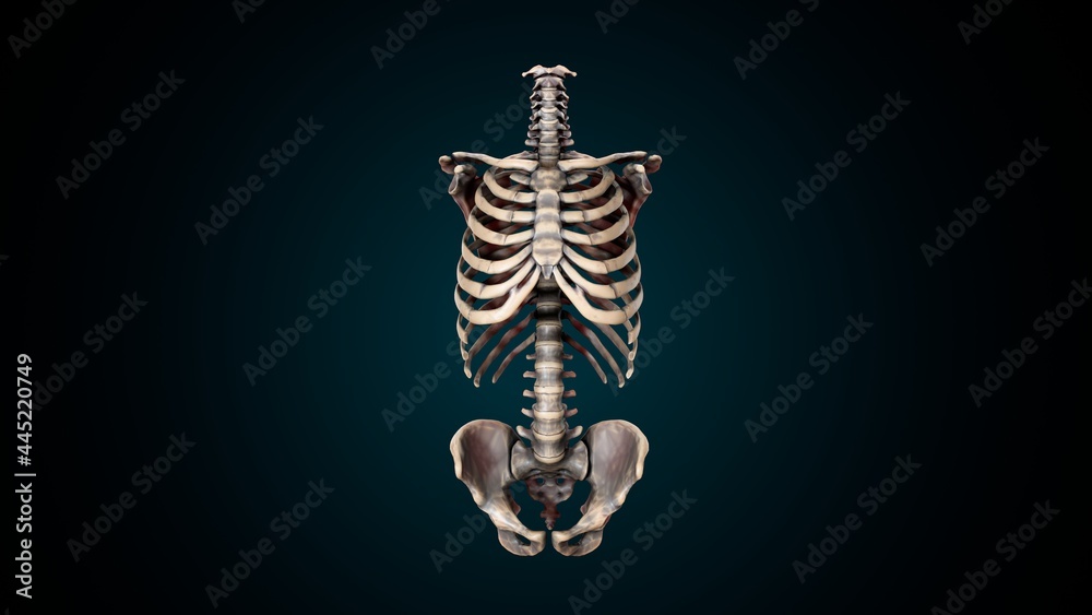 3d illustration of human skeleton axial skeleton anatomy. Stock ...