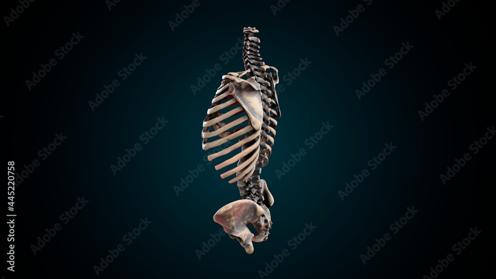 3d illustration of human skeleton axial skeleton anatomy. Stock ...
