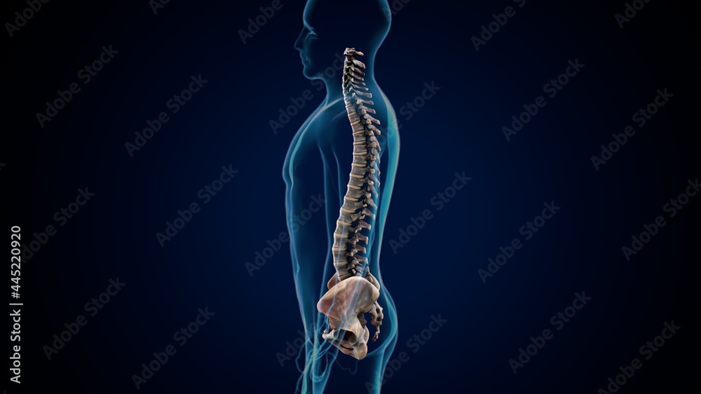 3d illustration of human skeleton spinal bone and hip anatomy . Stock ...