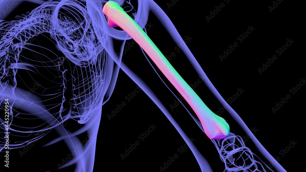 Human skeleton anatomy Ulna Bone 3D Rendering Stock Illustration ...