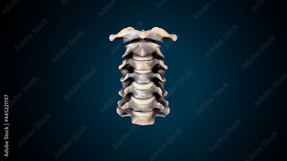 3d illustration of human skeleton cervical bone anatomy. Stock ...