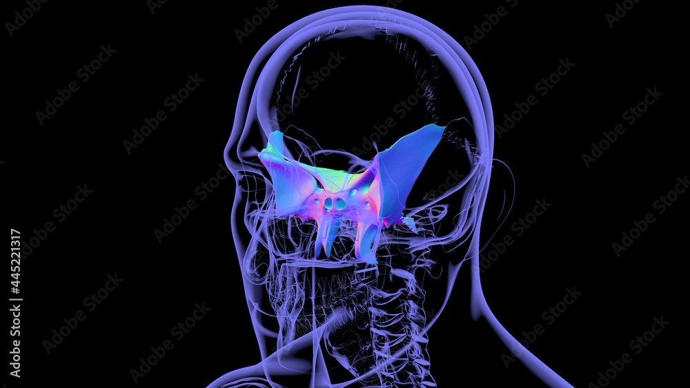 Human Skeleton Skull Sphenoid Bone Anatomy For Medical Concept Stock ...