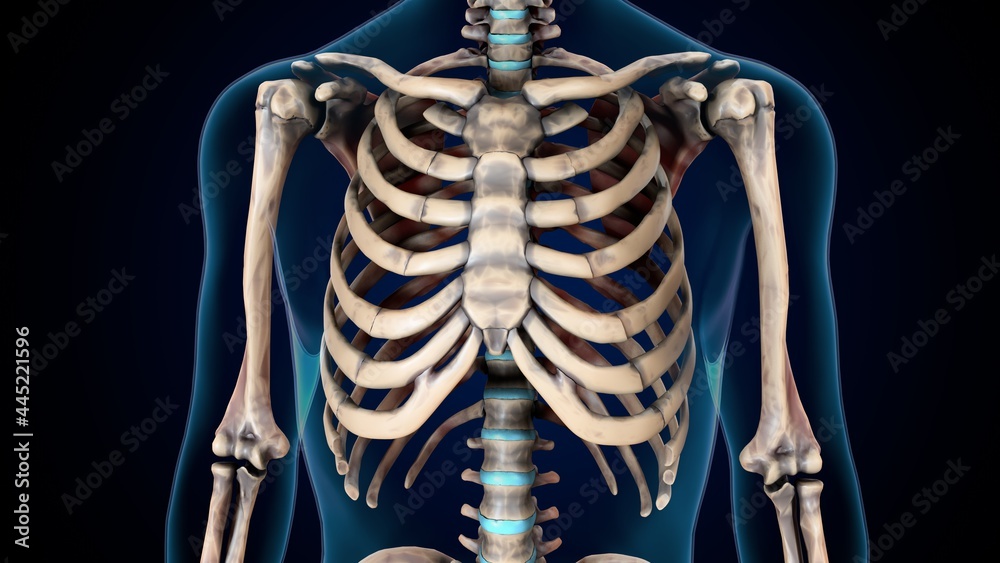 3d illustration of human skeleton rib cage anatomy. Stock Illustration ...