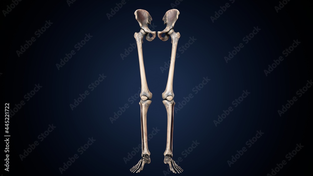 3d illustration of human skeleton lower limbs anatomy. Stock ...