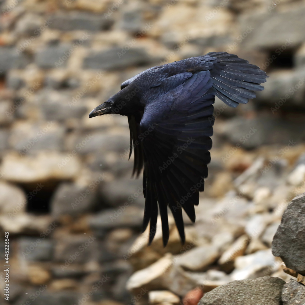 Common Raven - Corvus corax also known as the western raven or northern ...