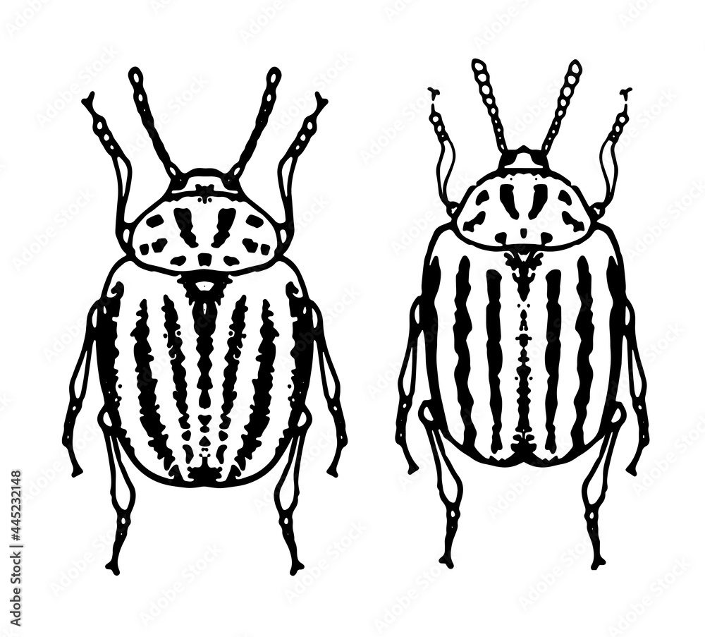 Vector set of isolated elements of Colorado beetles on a white ...