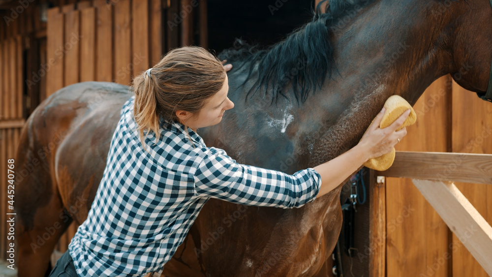 Horse owner giving a bath to her seal brown stallion in the stable ...