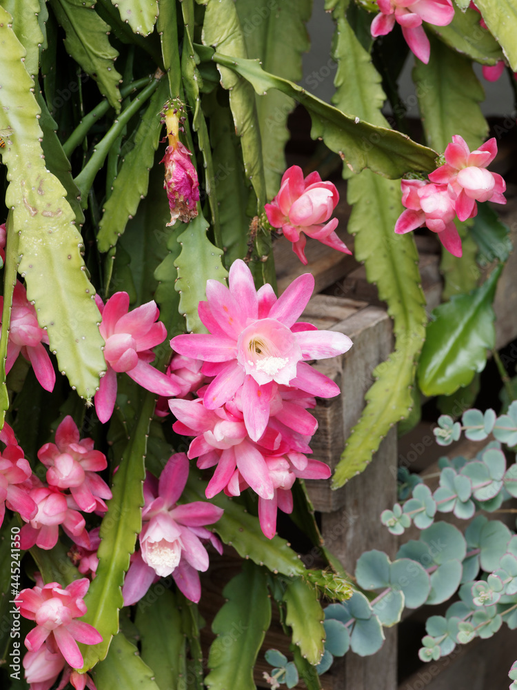 Foto de Disocactus phyllanthoides | Impératrice allemande ou ...