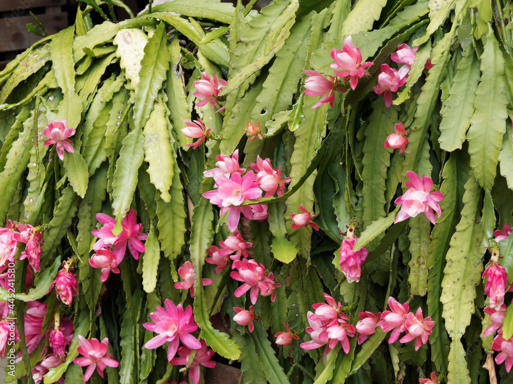 Disocactus phyllanthoides | Impératrice allemande ou impératrice géante ...