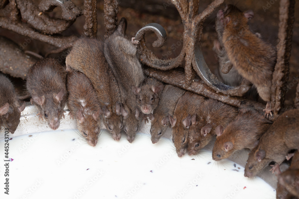Holy rats drinking milk in the famous Indian Karni Mata temple ...