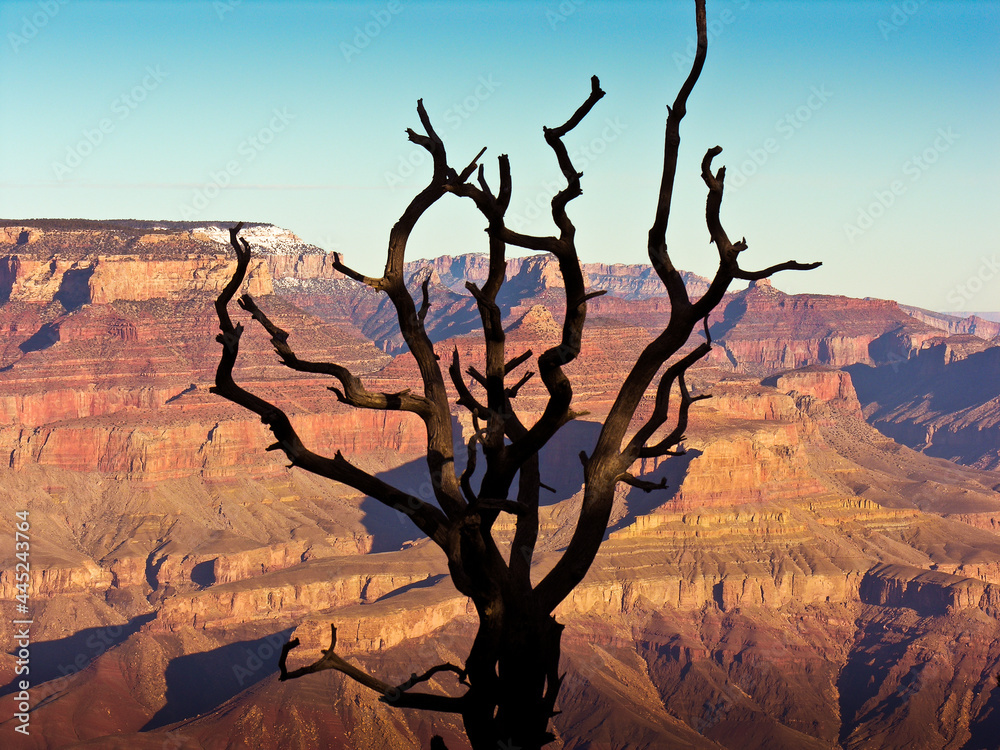Canyon Tree Stock Photo | Adobe Stock