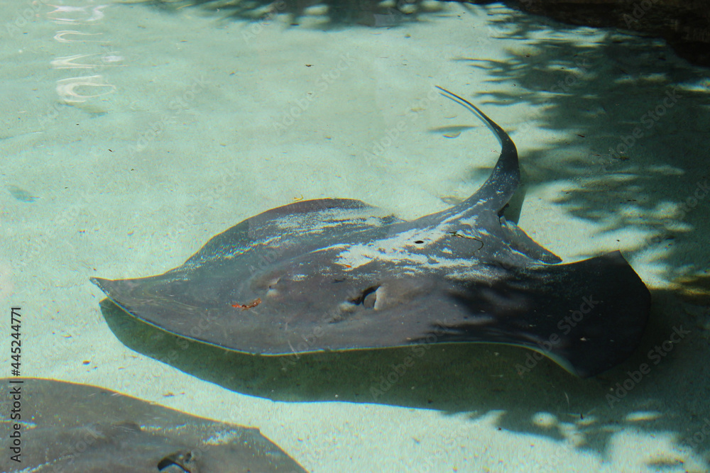 Stingray swimming in the pool on the territory of Xcaret park, famous ...