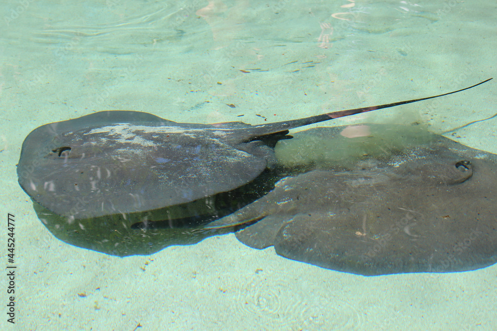Stingray swimming in the pool on the territory of Xcaret park, famous ...