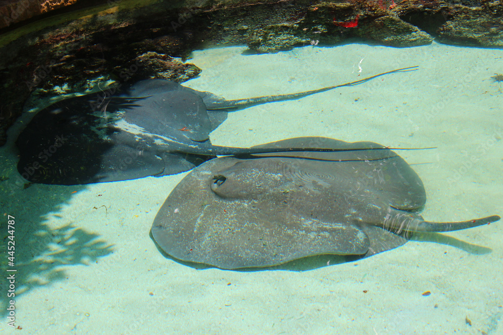 Stingray swimming in the pool on the territory of Xcaret park, famous ...