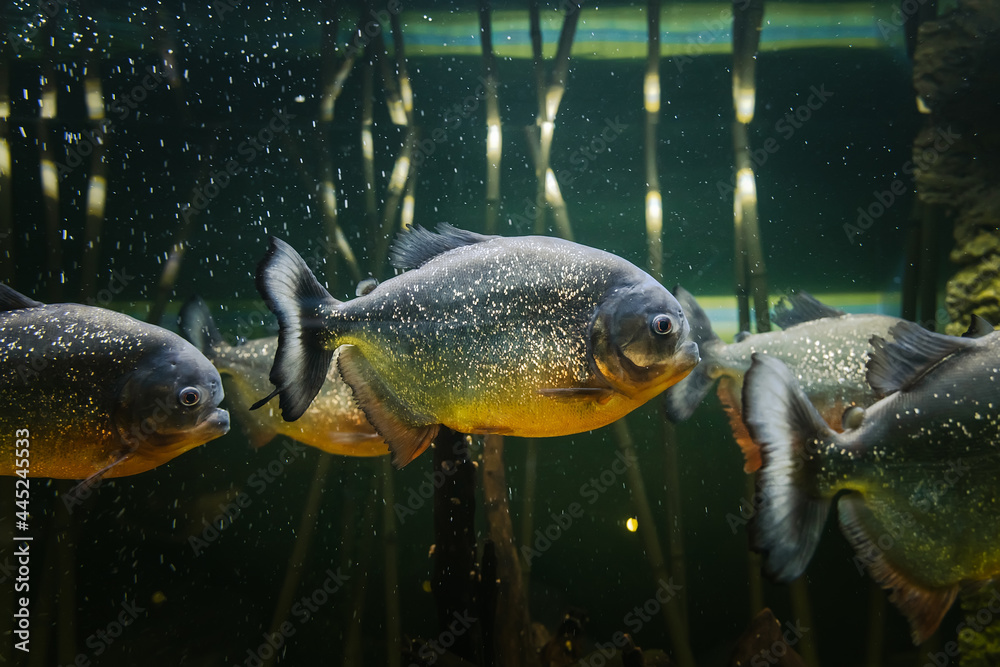 Group of red-bellied piranha, also known as the red piranha ...
