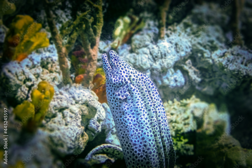 Fotografia do Stock: The Laced Moray or Gymnothorax Favagineus, also ...