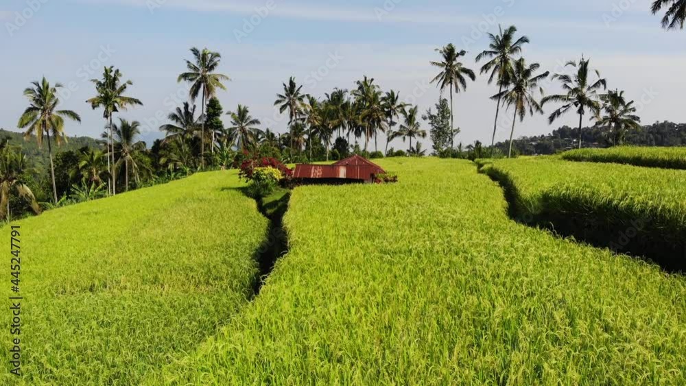 Asian rice field terrace on mountain side in Pabongpiang village ...