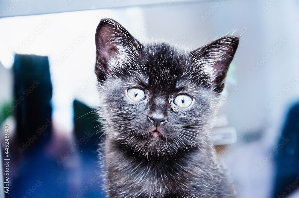 British cat works behind a laptop in bed long into the night, Wallpaper ...