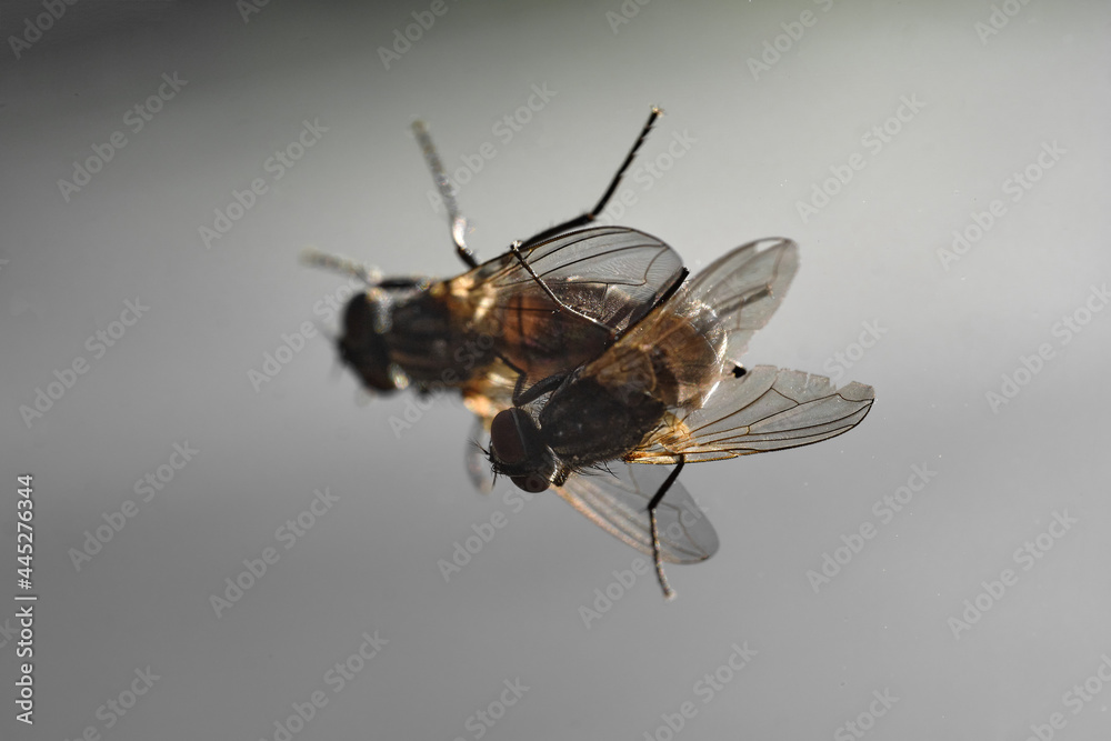 housefly mating, Close-Up Of Flies Mating On Railing Stock-Foto | Adobe ...