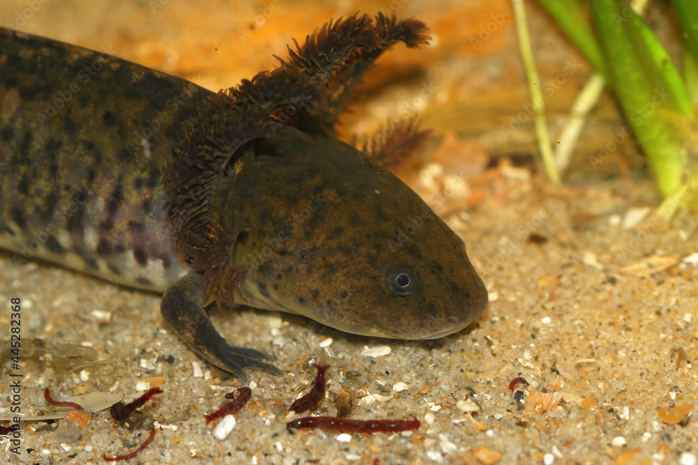 Rare view of a head of a neotenic subadult of the critically endangered ...