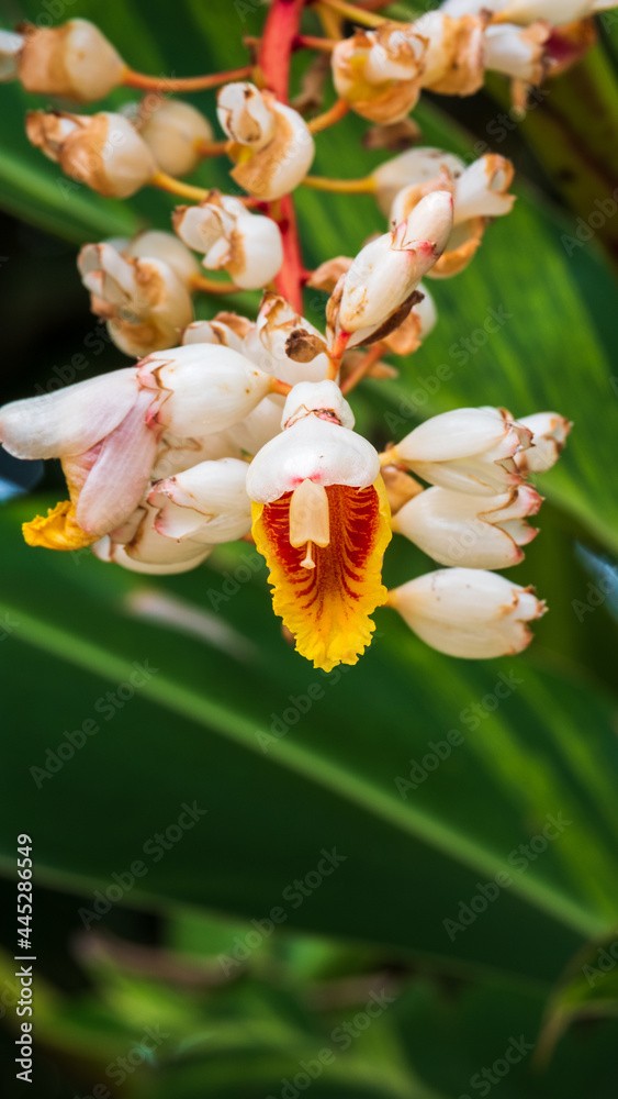 Shell ginger, also known as shellplant, butterfly ginger, pink ...