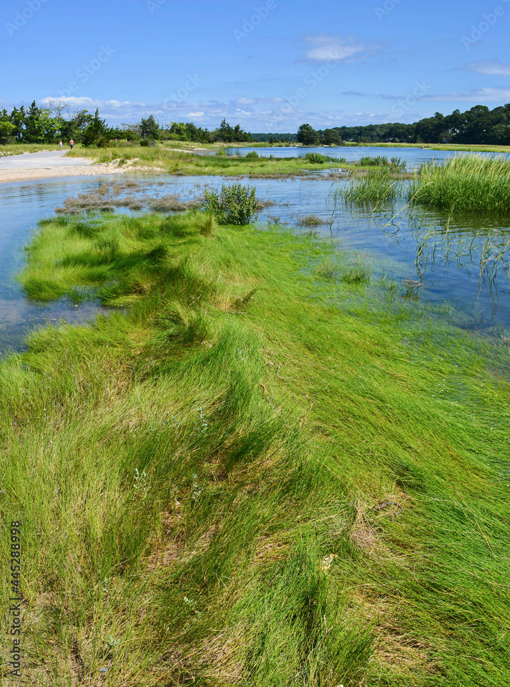 A Moon tide floods the high marsh (Spartina patens) at a salt marsh in ...