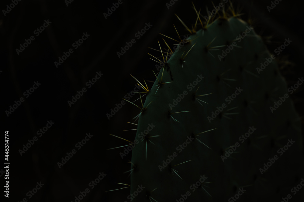 Dark and moody image of prickly pear cactus with spikes illuminated by ...