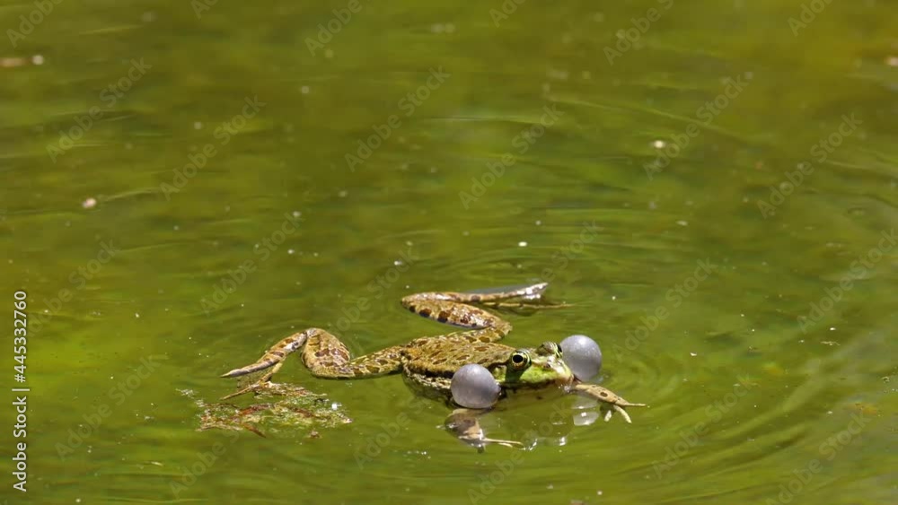 Common frog, Rana temporaria, single reptile croaking in water, also ...
