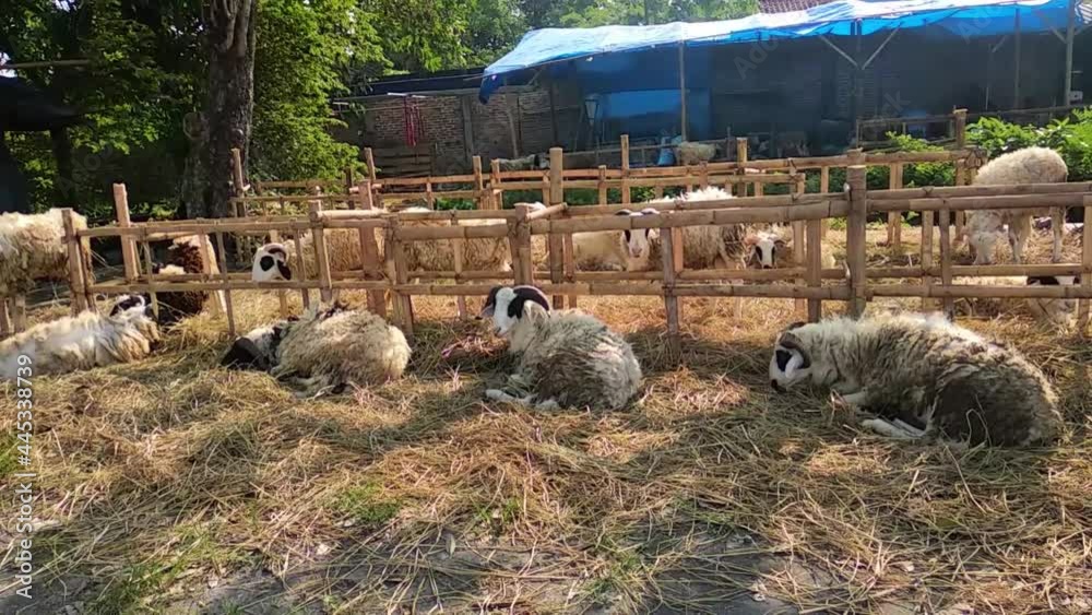 Goat sellers start selling their goats ahead of Eid al-Adha Stock Video ...