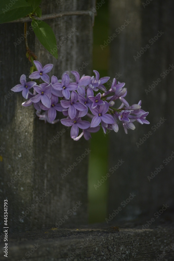 FHD WALLPAPER - flovers Stock Photo | Adobe Stock