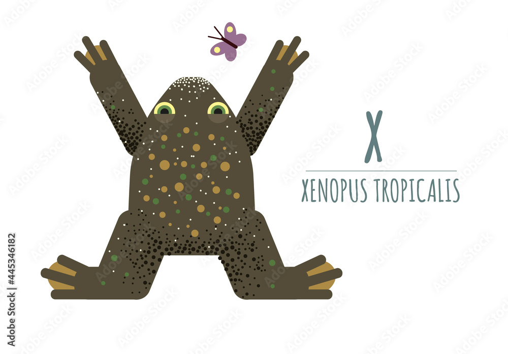 Cute frog xenopus tropicalis in the shape of a letter - X. children's ...