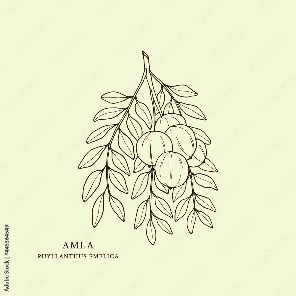 Hand drawn amla branch. Botanical illustration Stock Vector | Adobe Stock