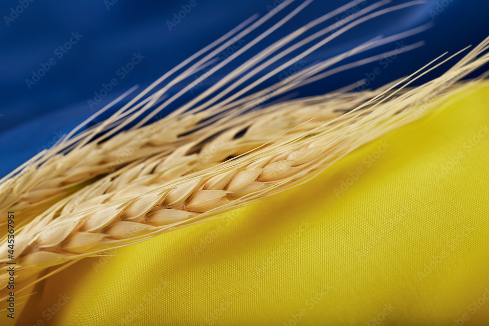 Ears of wheat on Ukrainian national flag. Symbols of Ukraine. Blue and ...