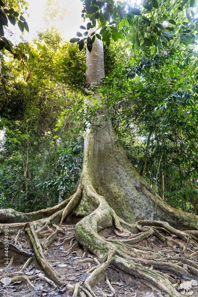 Big trunk tualang tree with huge roots at Taman Negara National Park ...