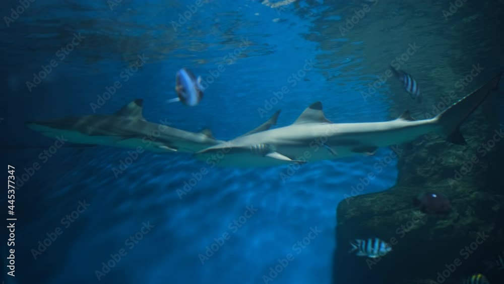 Reef Sharks Swimming Among a School of Fish in a Big Aquarium Tank at ...