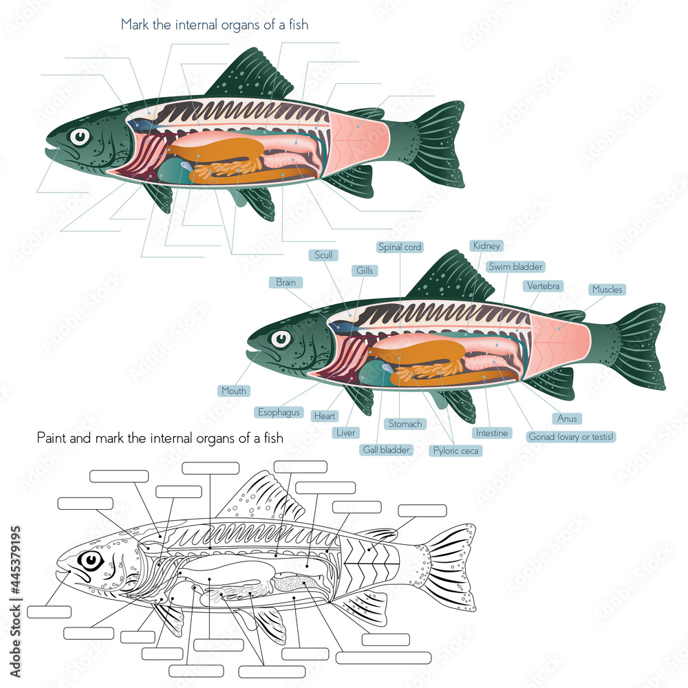 The internal anatomy of the fish Stock Vector | Adobe Stock