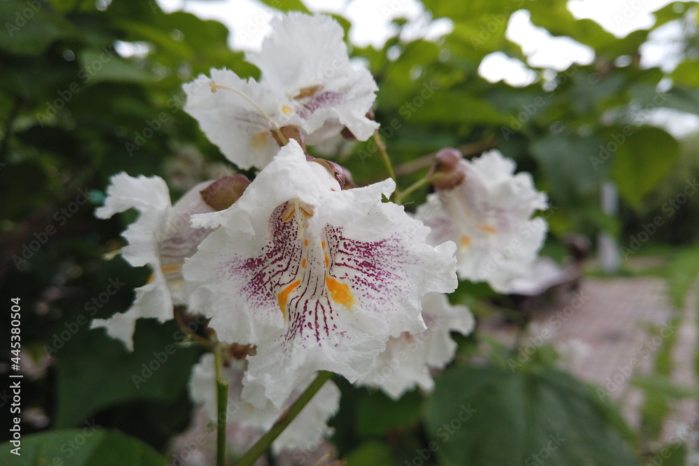 Catalpa bignonioides flowers, also known as southern catalpa, cigartree ...