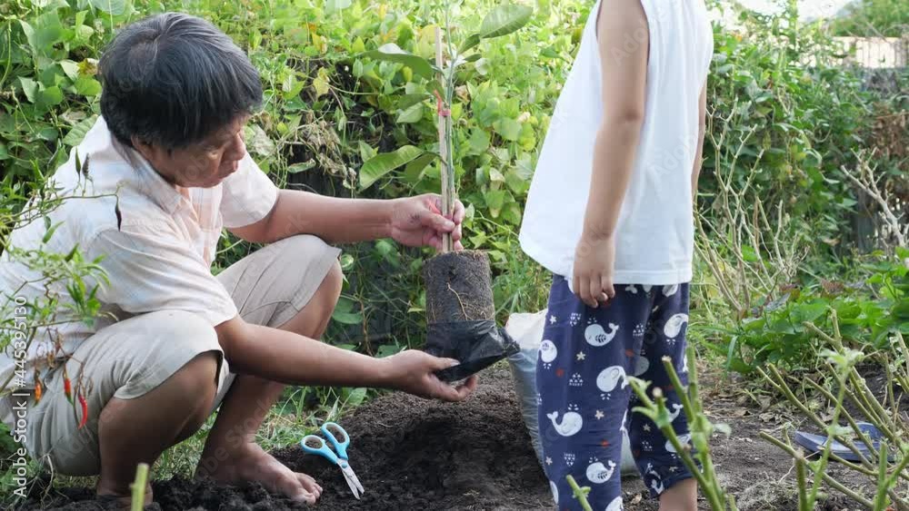 Asian cute child boy planting pomelo tree in garden together with ...