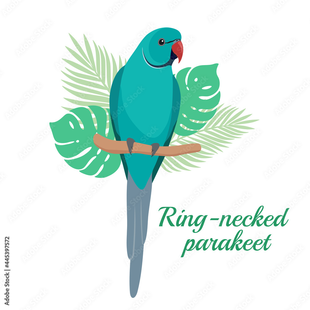 Ringneck parakeet parrot Vector illustration. Cartoon bird with ...