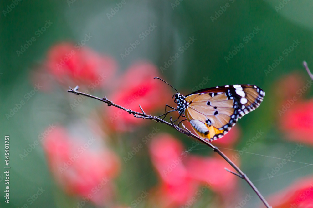 Danaus chrysippus, also known as the plain tiger, African queen, or ...