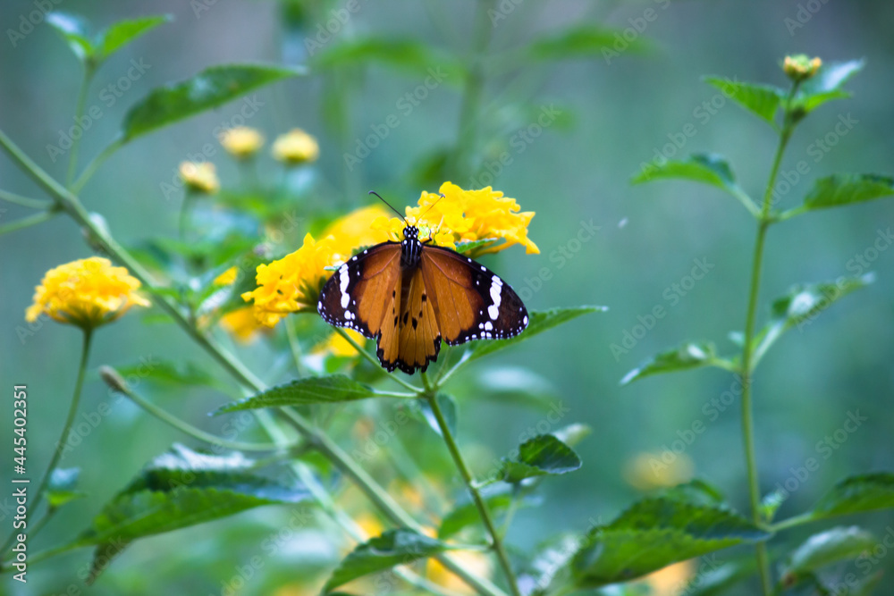 Danaus chrysippus, also known as the plain tiger, African queen, or ...