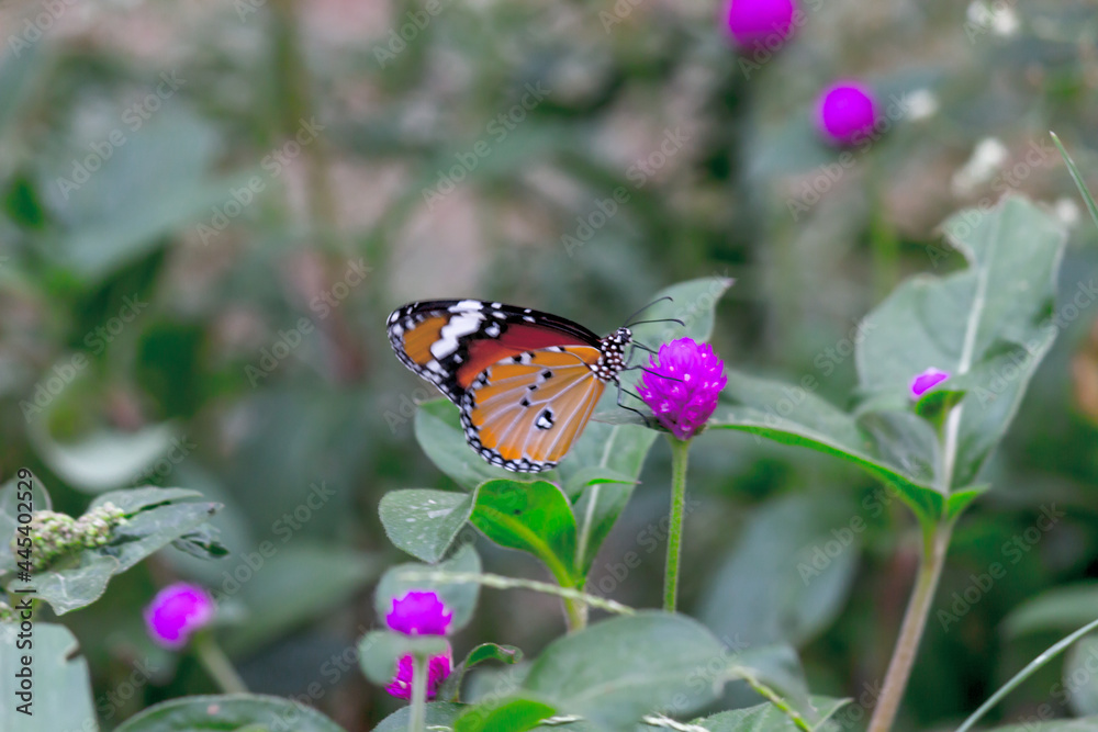 Danaus chrysippus, also known as the plain tiger, African queen, or ...