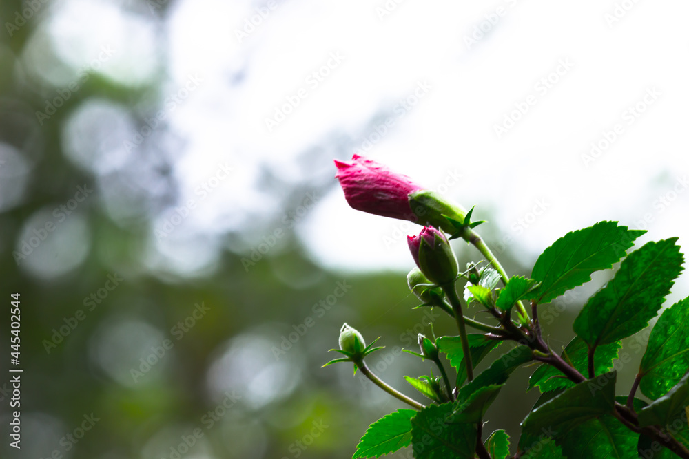 Hibiscus, (genus Hibiscus), genus of numerous species of herbs, shrubs ...