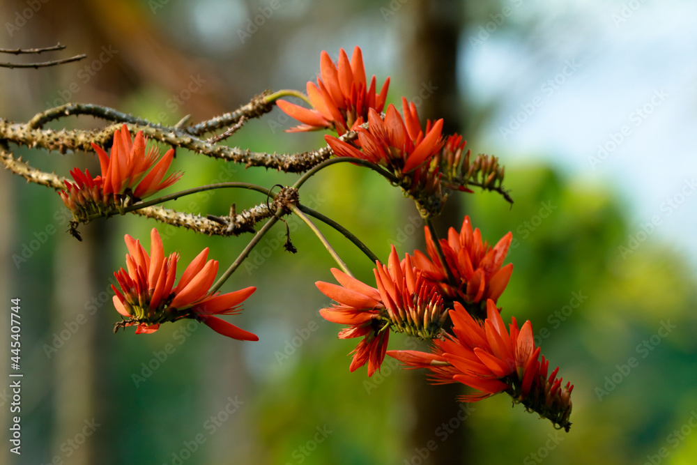 Red color flowers of Erythrina variegata, commonly known as tiger's ...