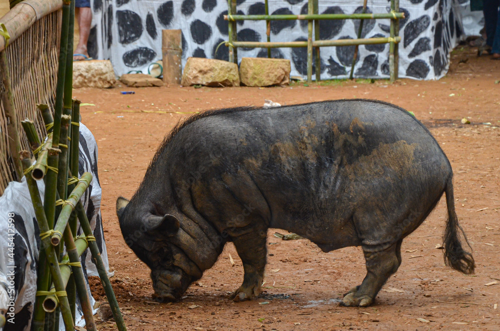 Foto de A pig to be sacrificed at the Rambu Solo ceremony in Tana ...