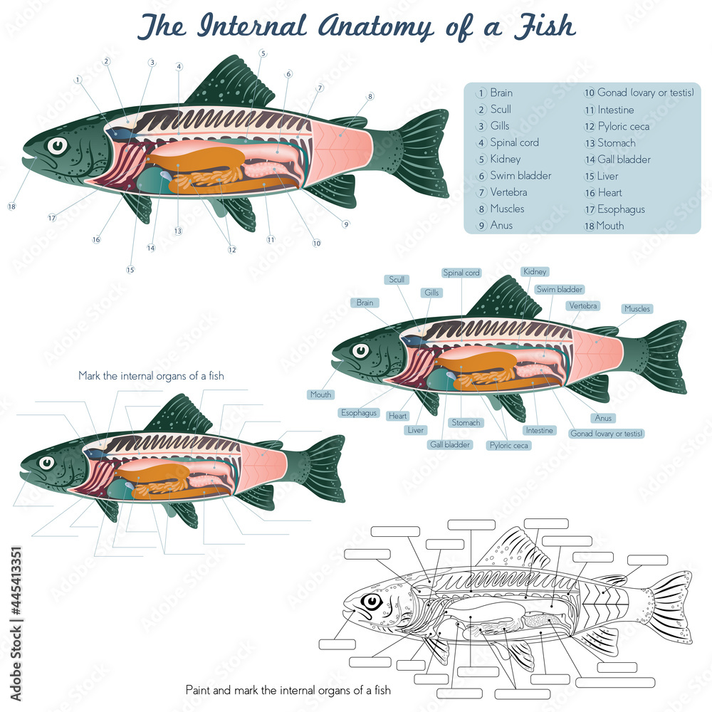 Anatomy of a fish. Fish internal organs. Vector illustration Stock ...