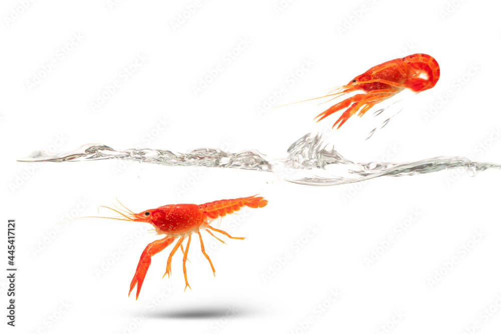 Red Lobster Shrimp jump out of the water, shrimp movement tail-flipping ...