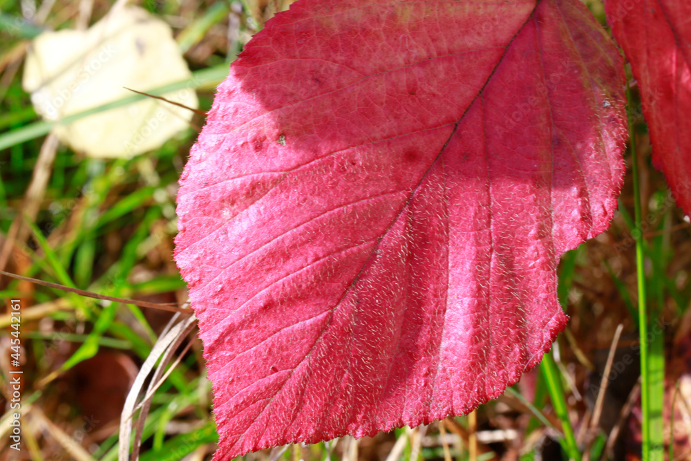 Blaetter der Brombeere faerben sich im Herbst rot. Blackberry leaves ...